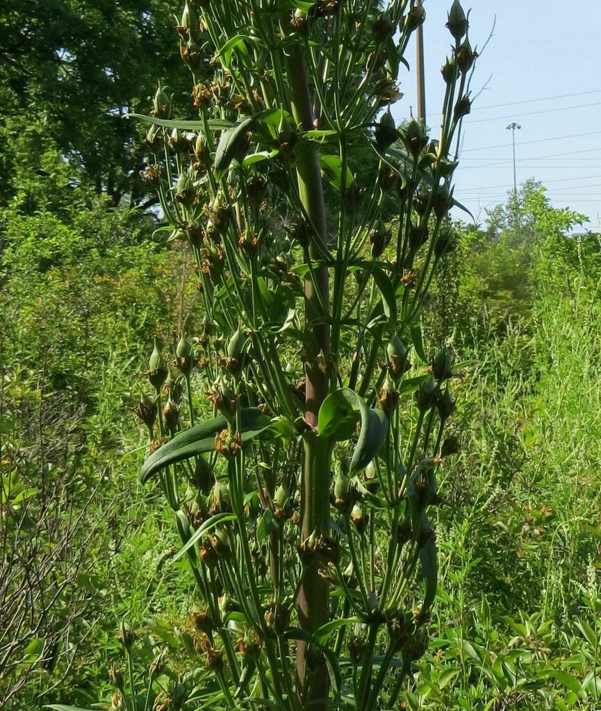 American columbo in July 2023 by Paul D. Smith. Thirteen plants just ...