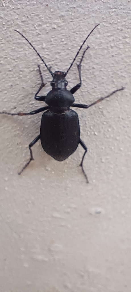 Calosoma angulatum from Principal, Lázaro Cárdenas, Mich., México on ...