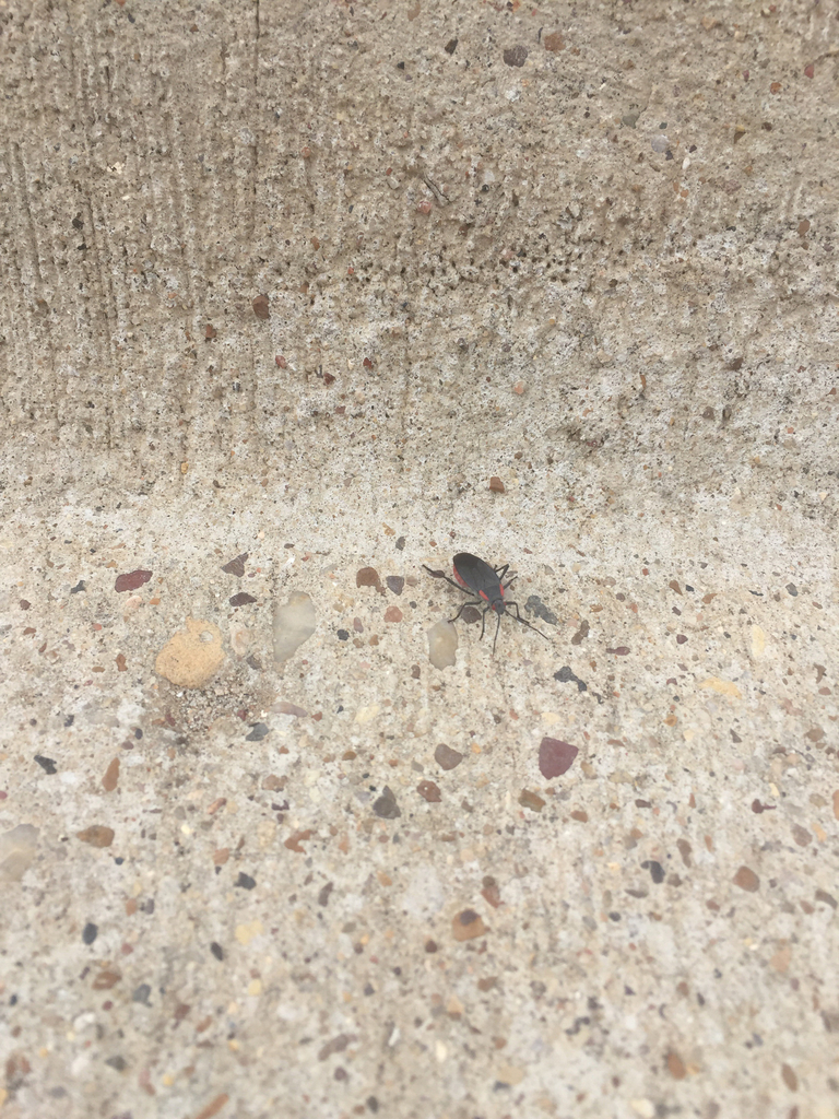 Red-shouldered Bug from Texas Christian University, Fort Worth, TX, US ...