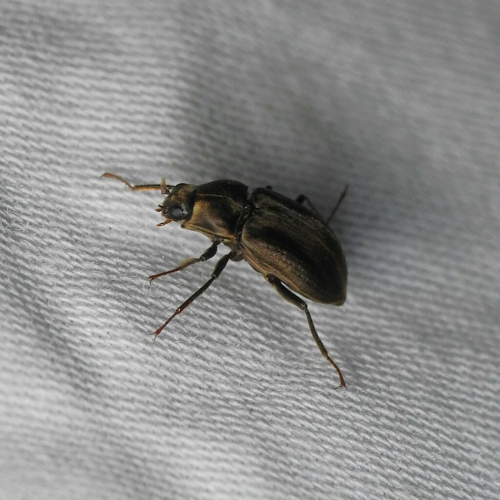 Helichus lithophilus in July 2023 by Donna J. Parry · iNaturalist
