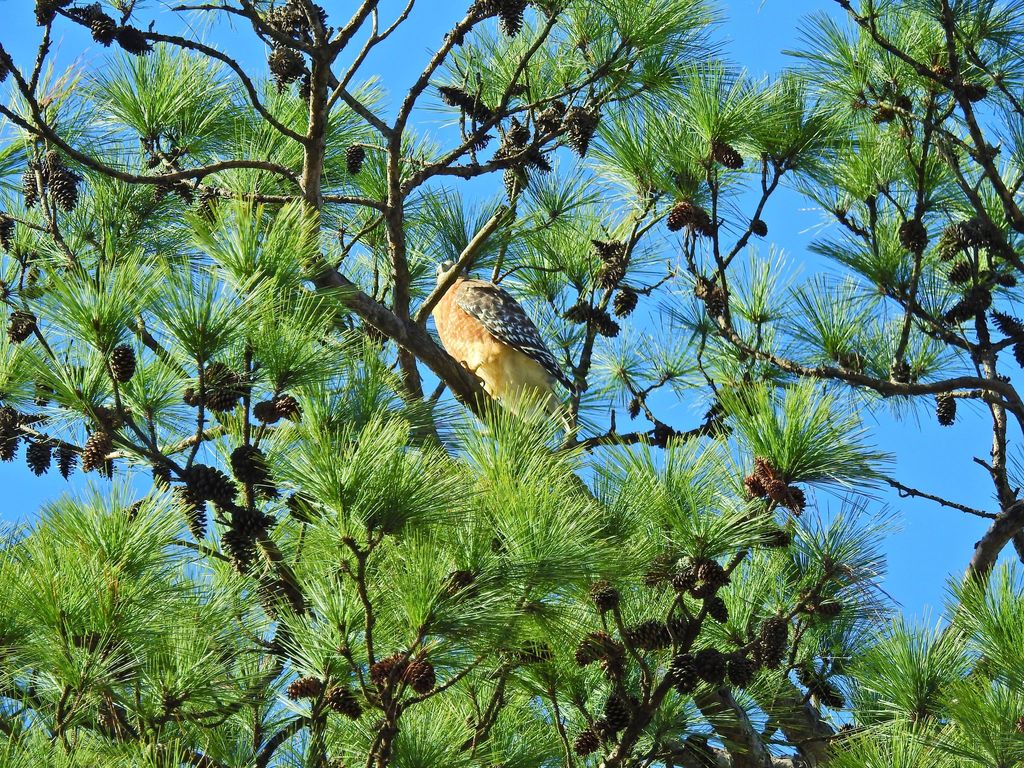 Red-shouldered Hawk from Houston Arboretum and Nature Center ...
