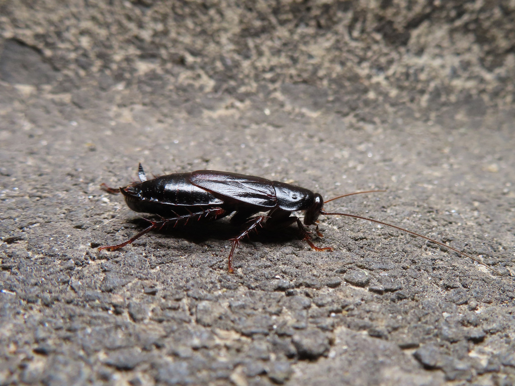 Japanese Cockroach from Район Аоба, Сендай, Мияги, Япония on July 1 ...