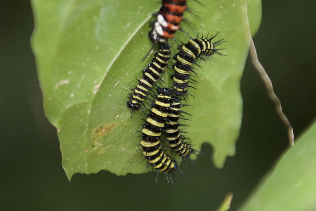 Eastern Red Lacewing Butterfly from 澳大利亚昆士兰州凯恩斯 on July 16, 2023 at 08: ...