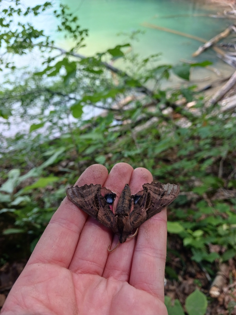 Blinded Sphinx from Chuck Swan Wildlife Management Area on July 17 ...
