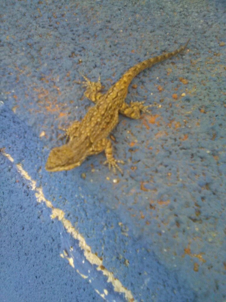 Ornate Tree Lizard in July 2023 by joliot · iNaturalist