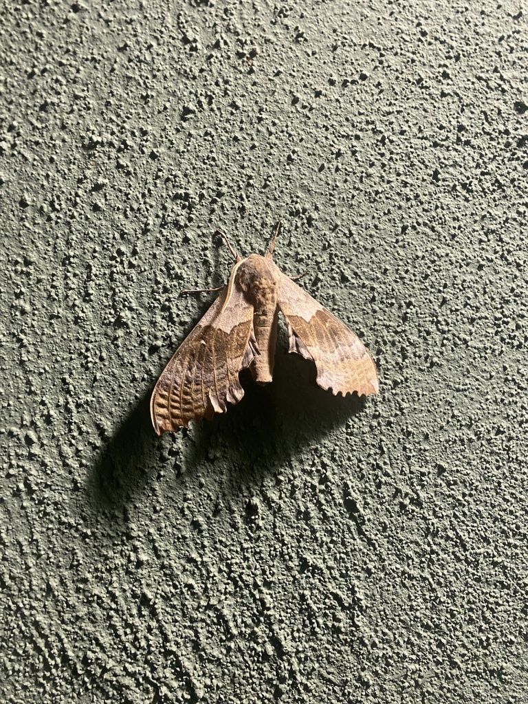 Western Poplar Sphinx from Coronado National Forest, Pearce, AZ, US on ...