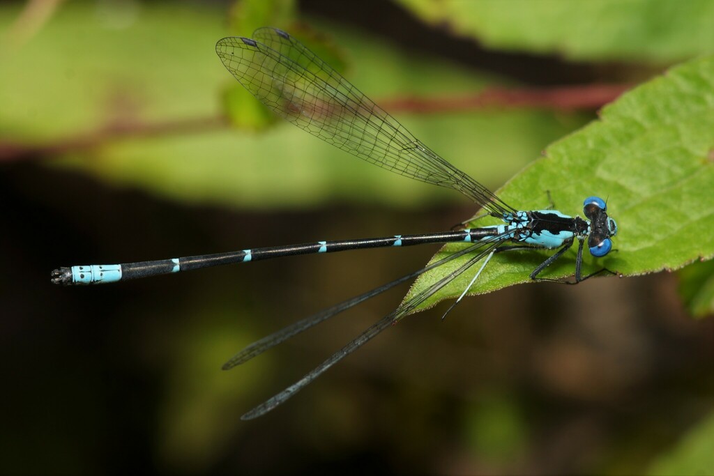 Aurora Damsel in July 2023 by Max Ramey · iNaturalist