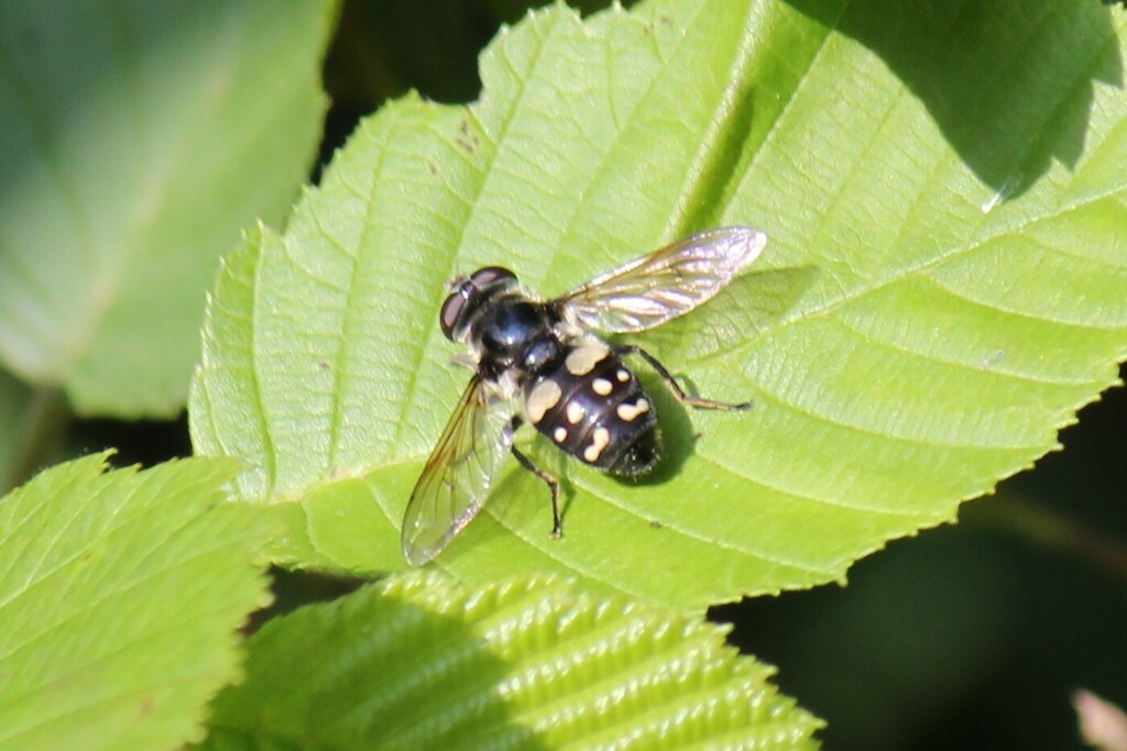 White-spotted Pond Fly from Rainy River District, ON, Canada on July 15 ...