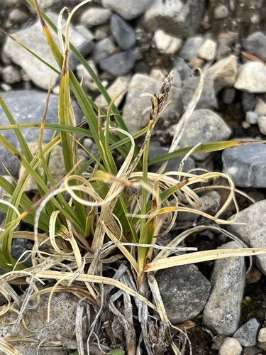 Subspecies Carex rupestris rupestris · iNaturalist