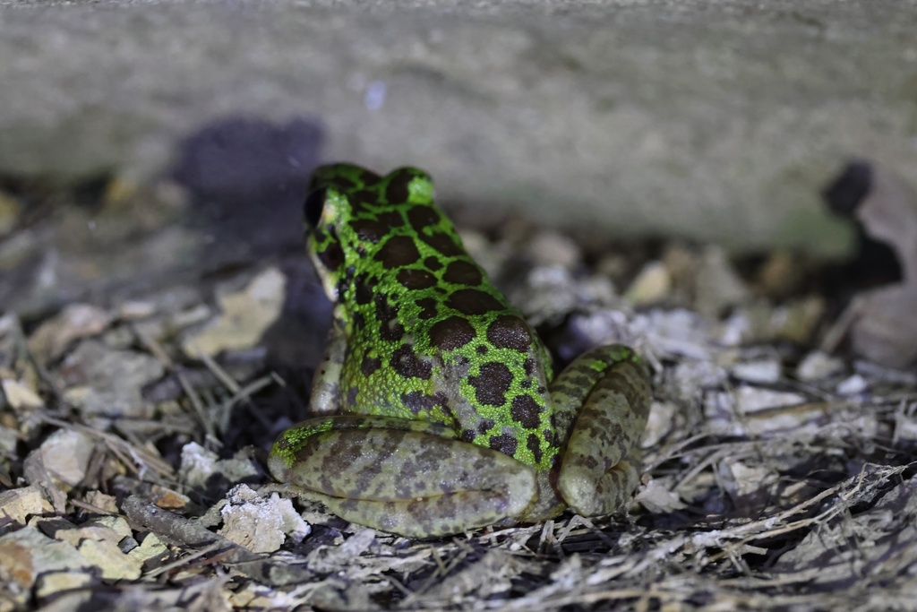 Tianmu Sharp-nosed Frog from Tianmushan Natural Reserve, Hangzhou ...