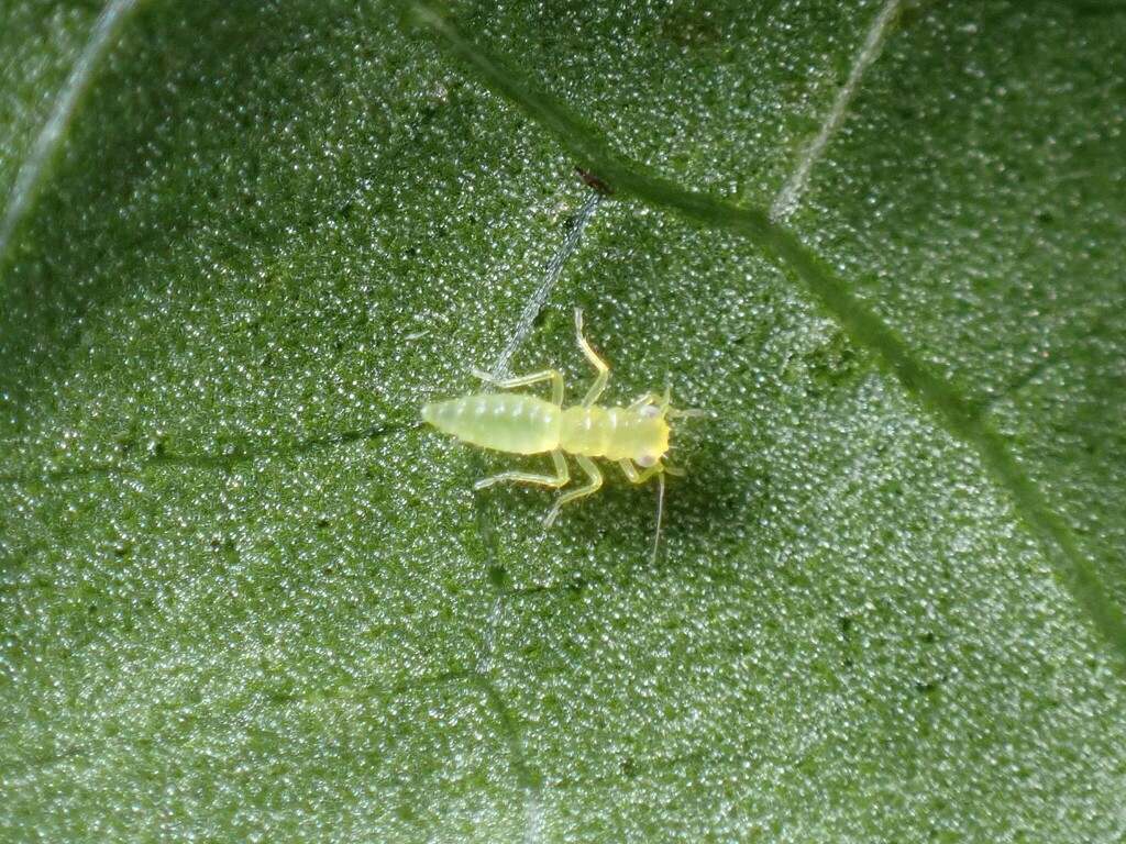 Insects from Tafea Province, Vanuatu on June 10, 2023 at 09:25 AM by ...