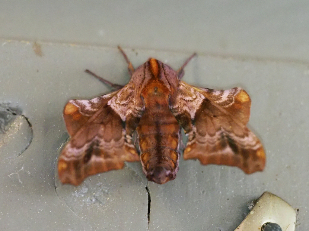 Small-eyed Sphinx from Twin Lakes, Boulder, CO, USA on July 17, 2023 at ...