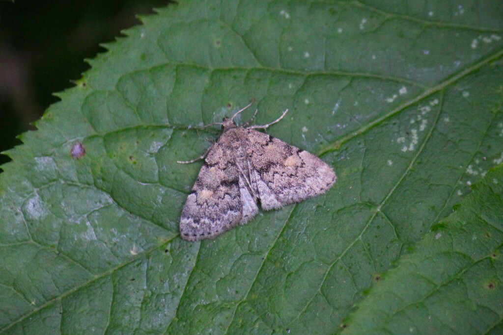 Pale-winged Idia Moth from Rainy River District, ON, Canada on July 15 ...