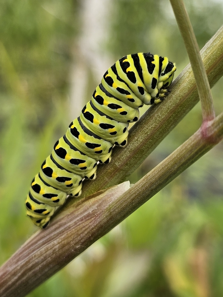 Swallowtails from Agassiz, BC V0M 1A1, Canada on July 17, 2023 at 01:46 ...