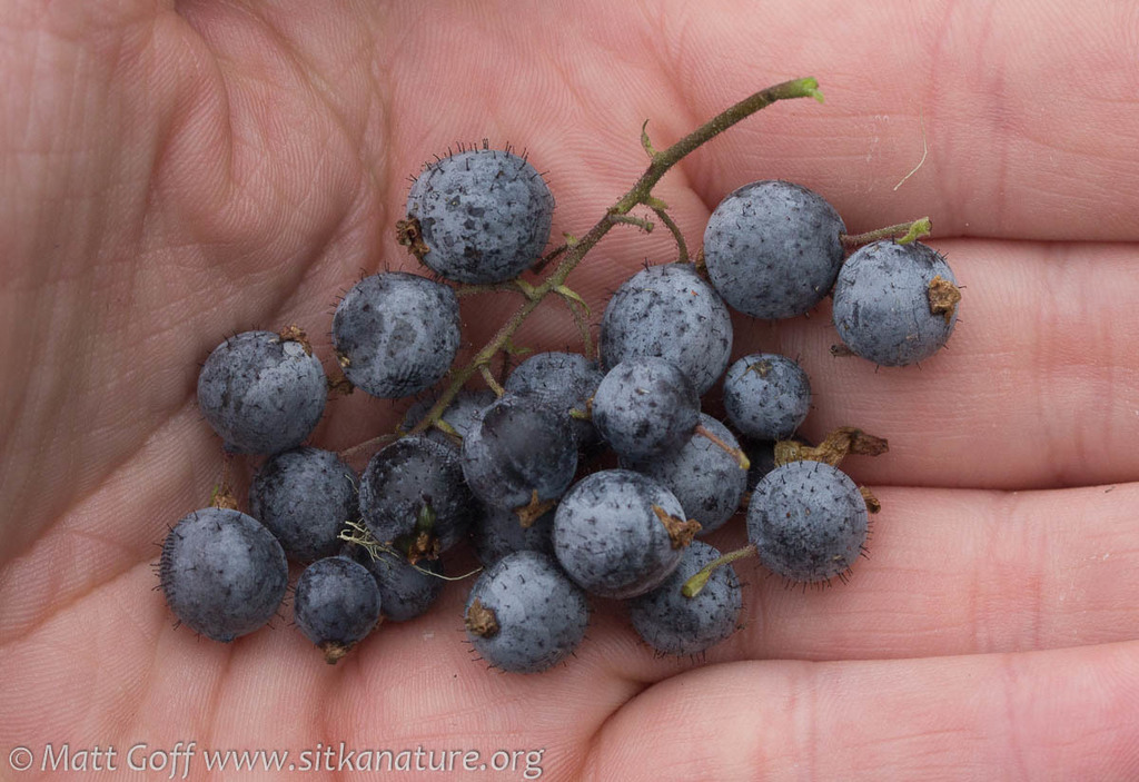 trailing black currant (Plants of State Forest State Park) · iNaturalist