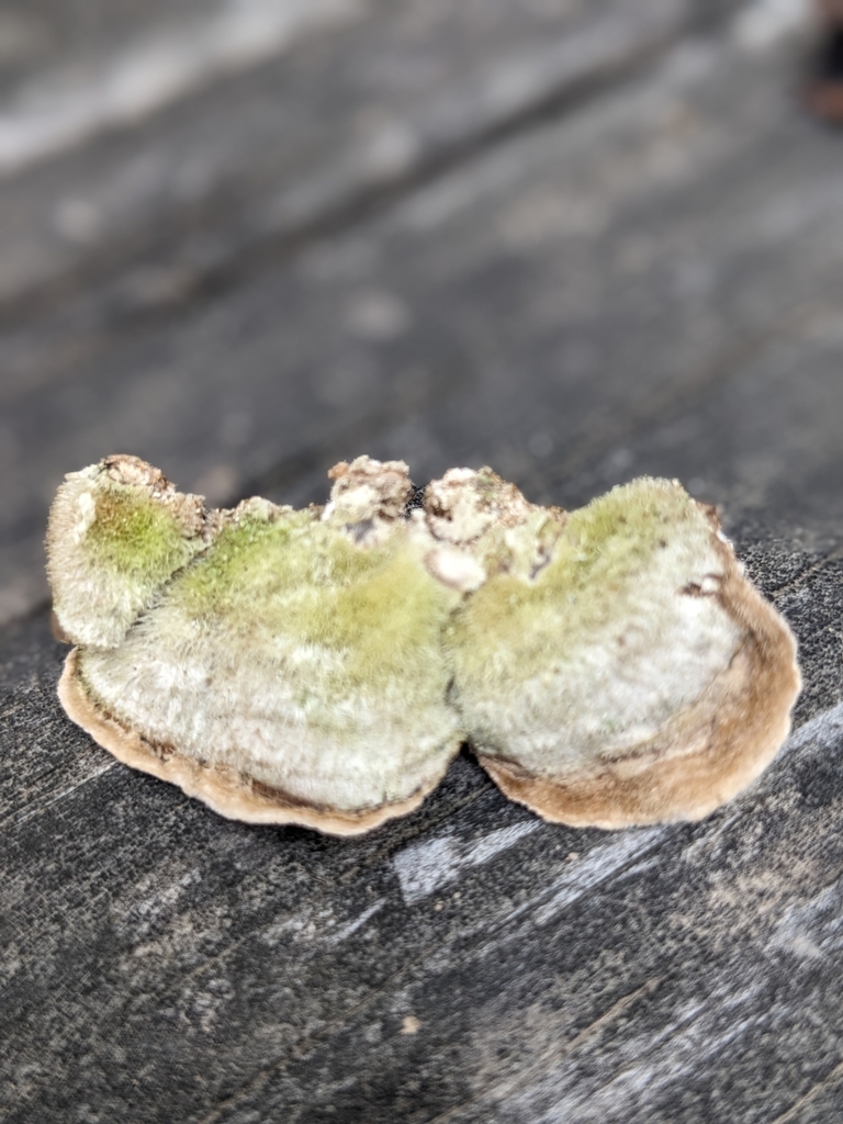 Mossy Maze Polypore from Meramec Township, MO, USA on July 15, 2023 at ...