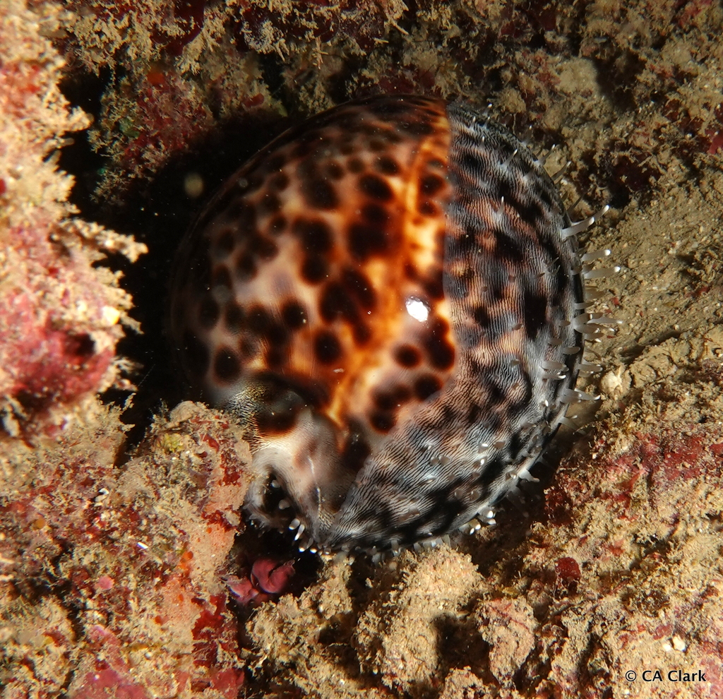 Tiger Cowry from Mo'orea, French Polynesia on July 3, 2023 at 06:43 PM ...