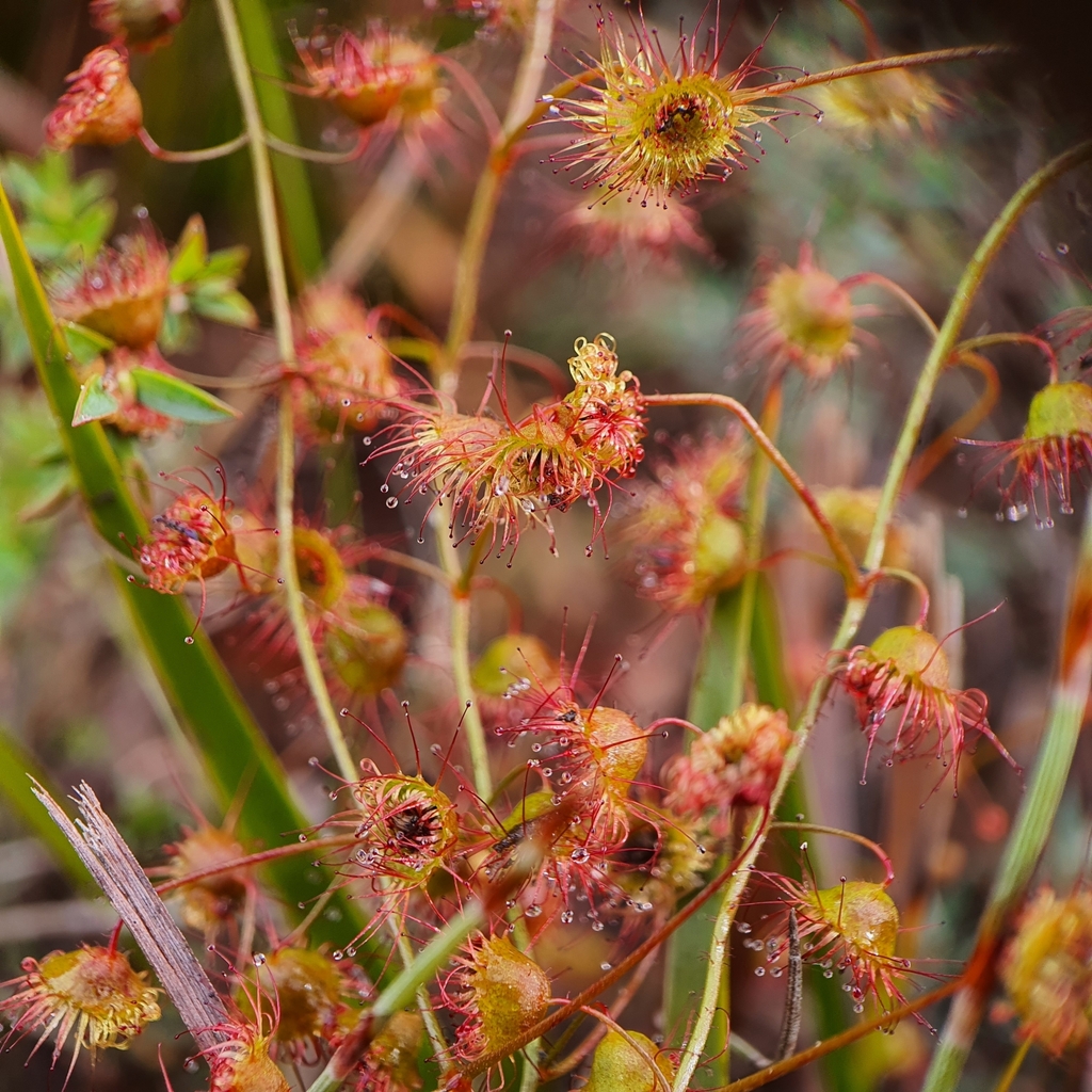 Climbing Sundew from Elizabeth Island VIC 3921, Australia on July 18 ...
