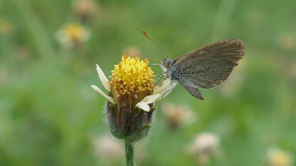 Lesser Grass Blue from 640台灣雲林縣斗六市斗六 on July 18, 2023 at 10:24 AM by ...