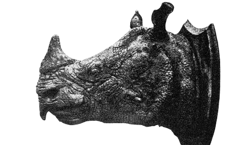 Vietnamese Javan Rhinoceros (Rhinoceros sondaicus annamiticus) - Know ...
