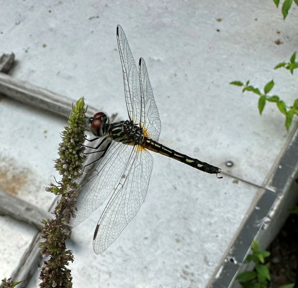 Blue Dasher from Marion Fish Hatchery, Perry County, AL, USA on June 7 ...