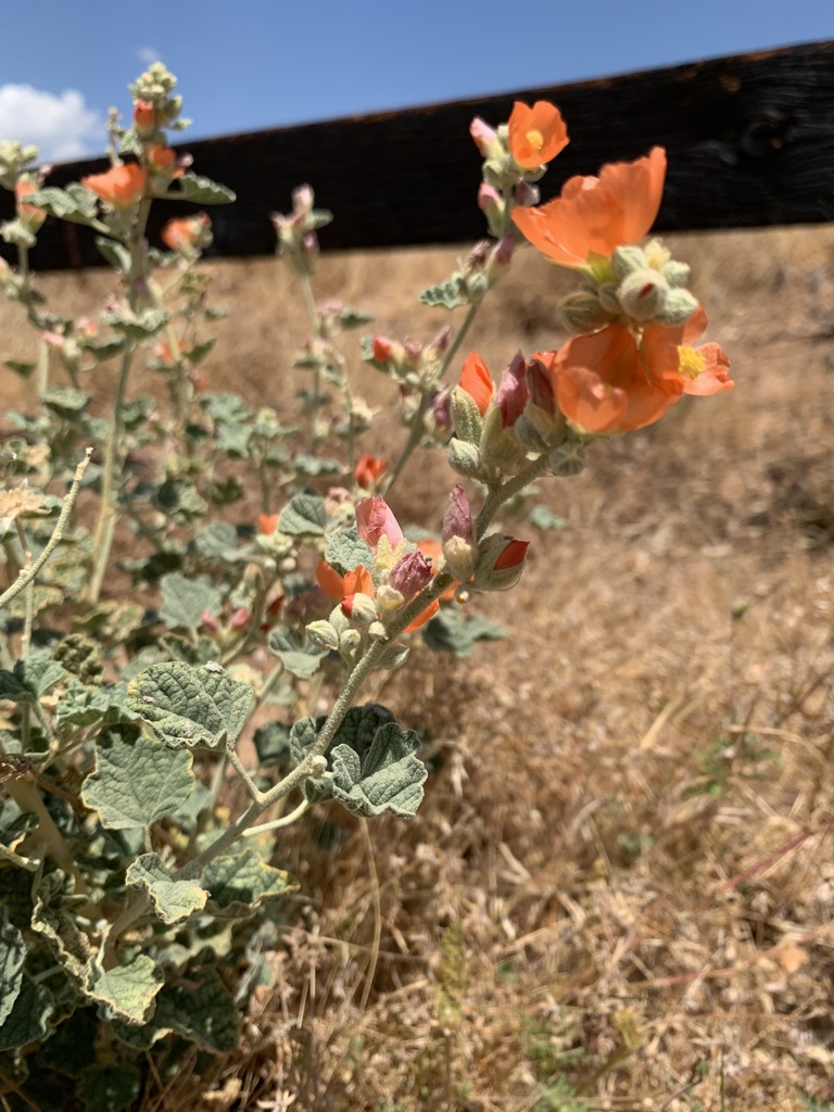 apricot mallow from Santa Rosa and San Jacinto Mountains National ...