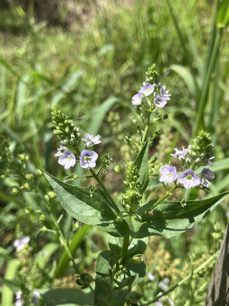 blue water-speedwell from Westmoreland Park, Portland, OR, US on July ...