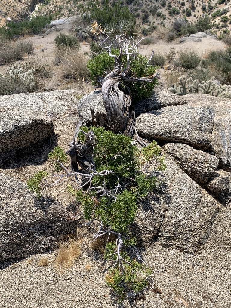 California juniper from Santa Rosa and San Jacinto Mountains National ...
