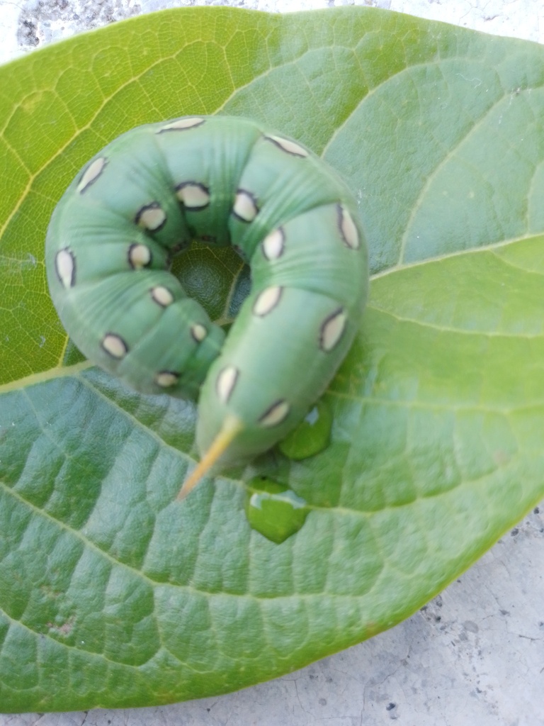 White-lined Sphinx from Hueyacatitla, Pue., México on July 17, 2023 at ...