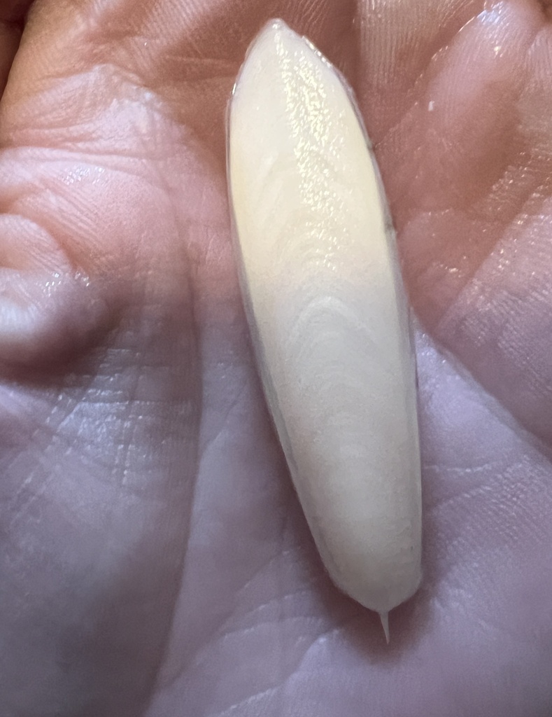 Sepiidans from Mangles Bay, Peron, WA, AU on July 18, 2023 at 12:20 PM ...