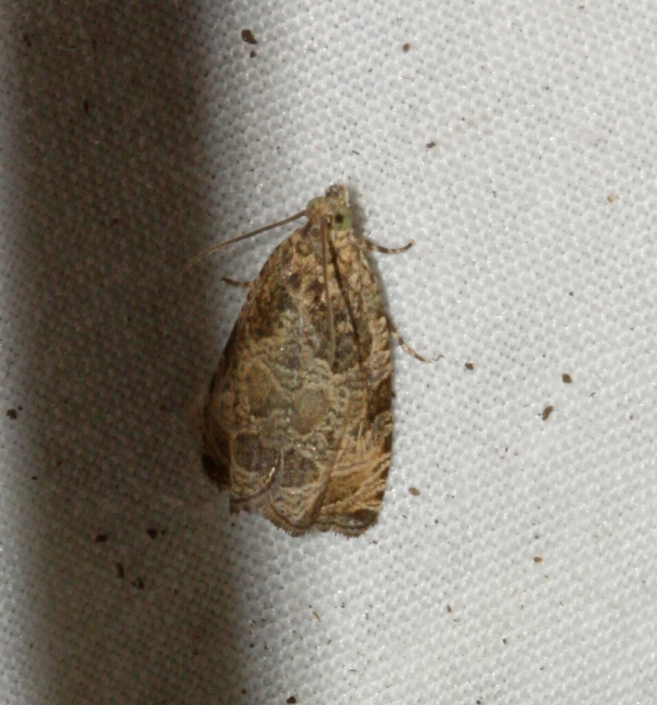 Raspberry Leafroller Moth from Mont-Joli, QC, Canada, 1101 rue Lussier ...