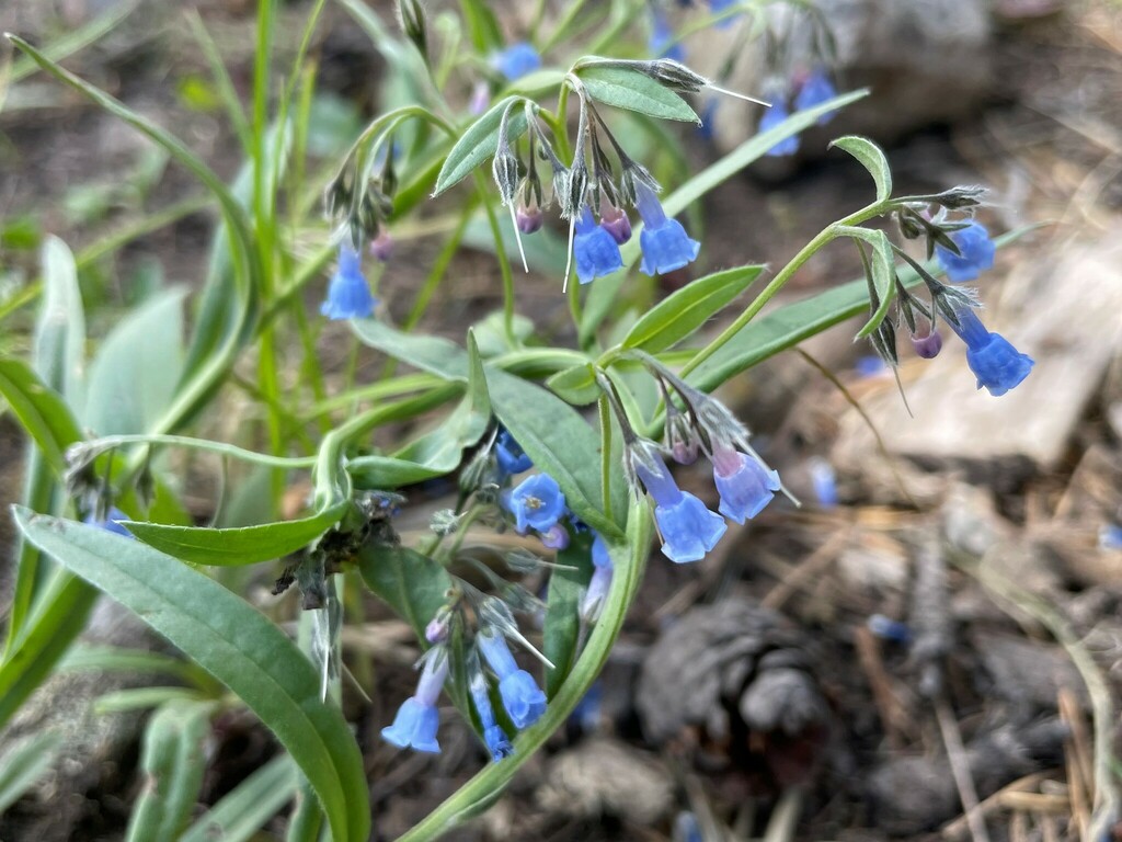Prairie Bluebells from Gunnison County, CO, USA on July 15, 2023 at 01: ...