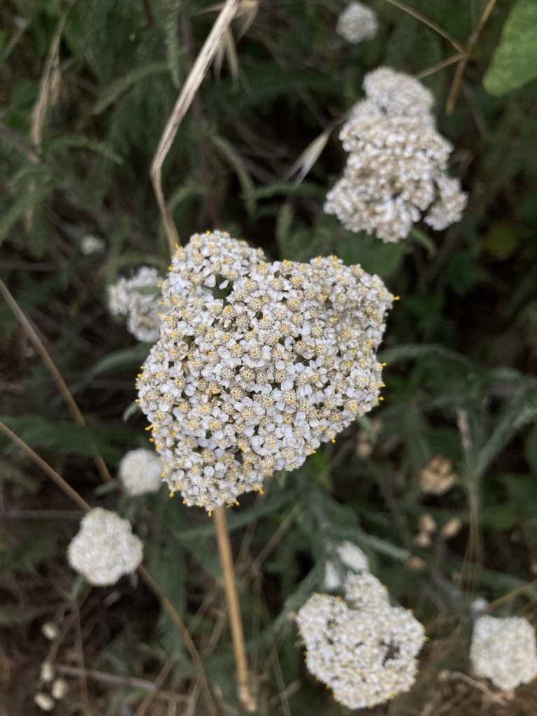 common yarrow from Redwood National and State Parks, Crescent City, CA ...