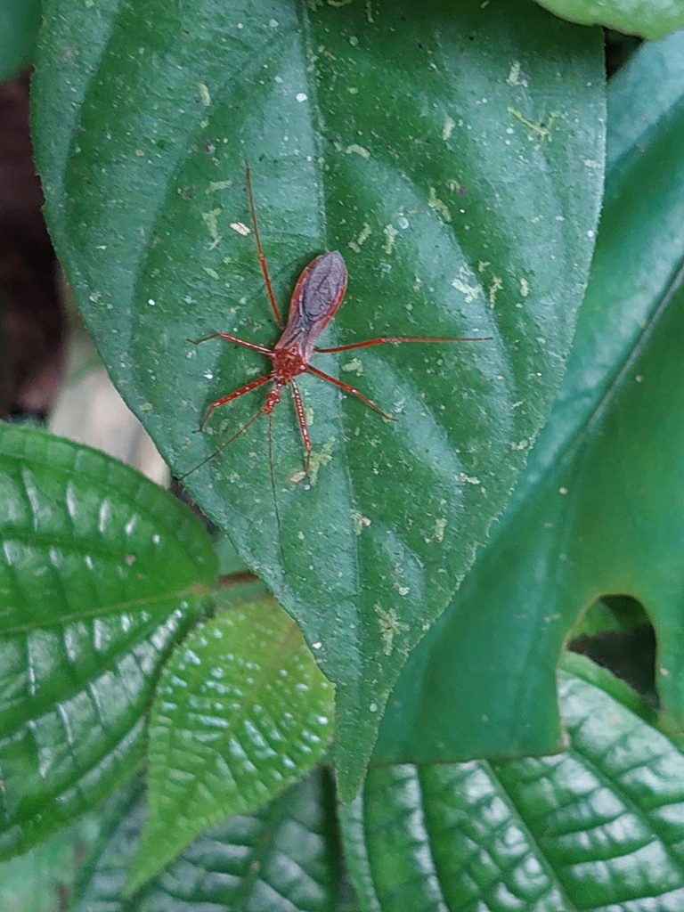 Eurocconota from Covillea No.8, Jalan Jalil Perkasa 7 na2i 1si8a yu20 u ...