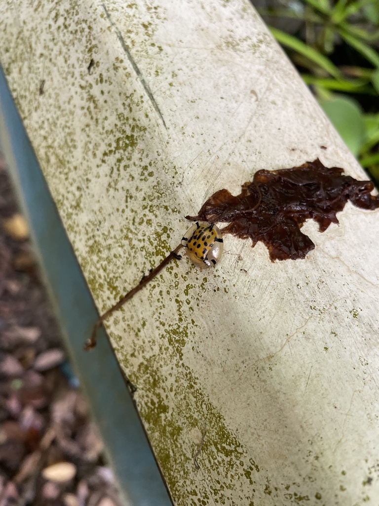 Asian Spotted Tortoise Beetle from 國立嘉義大學, 東區, CYI, TW on July 18, 2023 ...