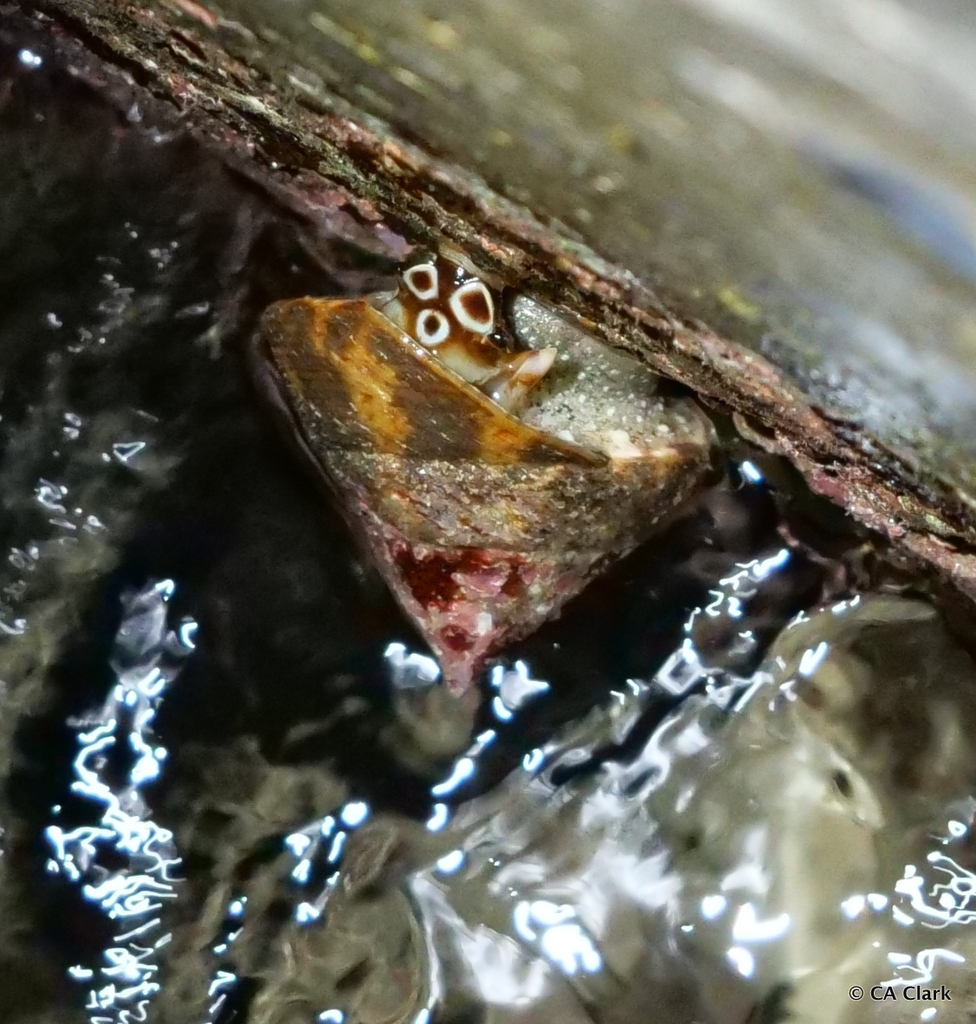 Commercial Top Shell from Mo'orea, French Polynesia on July 6, 2023 at ...