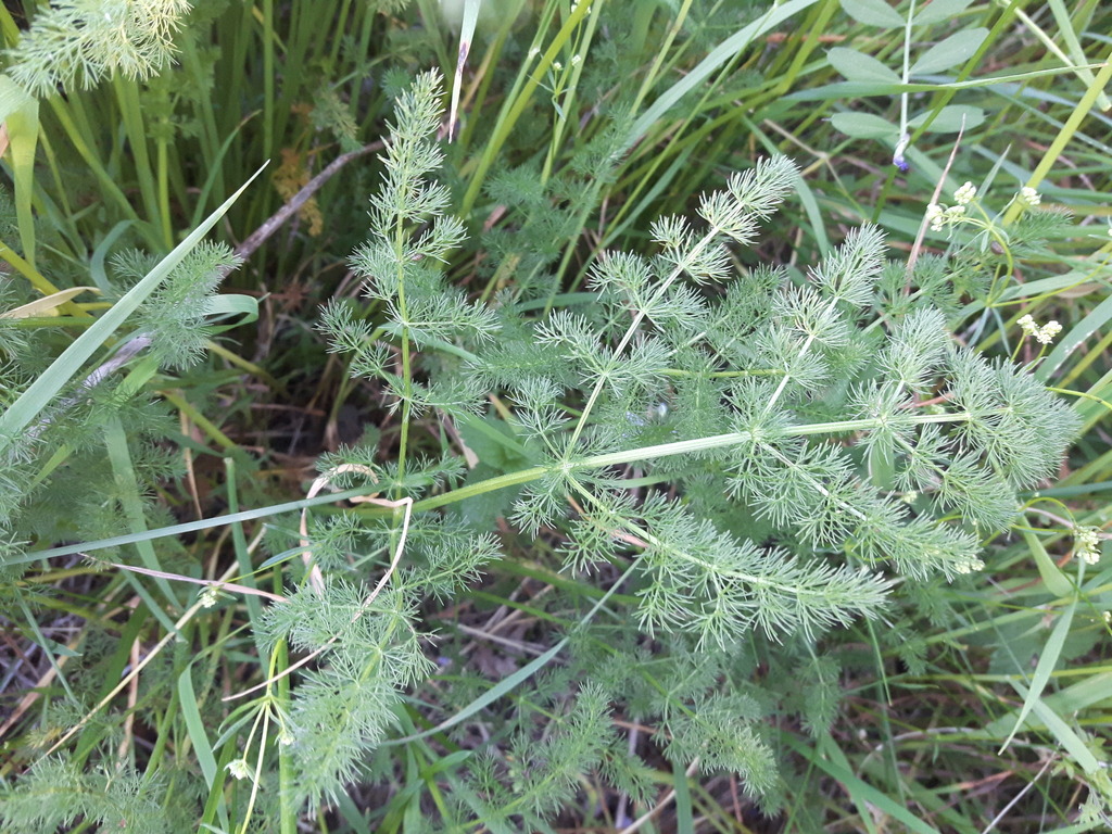 Spignel from 48260 Recoules-d'Aubrac, France on June 14, 2021 at 08:30 ...