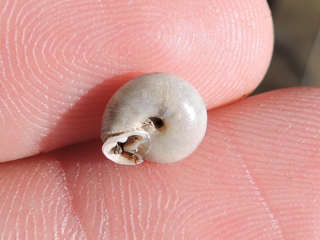 texas liptooth (Terrestrial Mollusks of Alabama) · iNaturalist