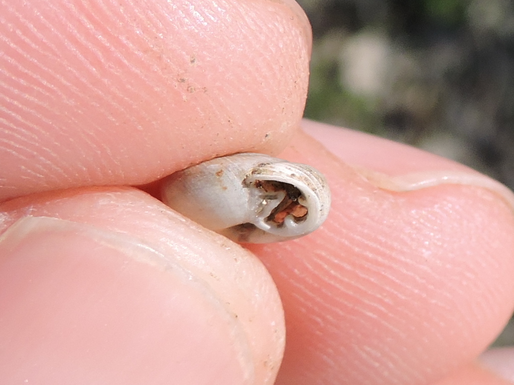 texas liptooth (Terrestrial Mollusks of Alabama) · iNaturalist