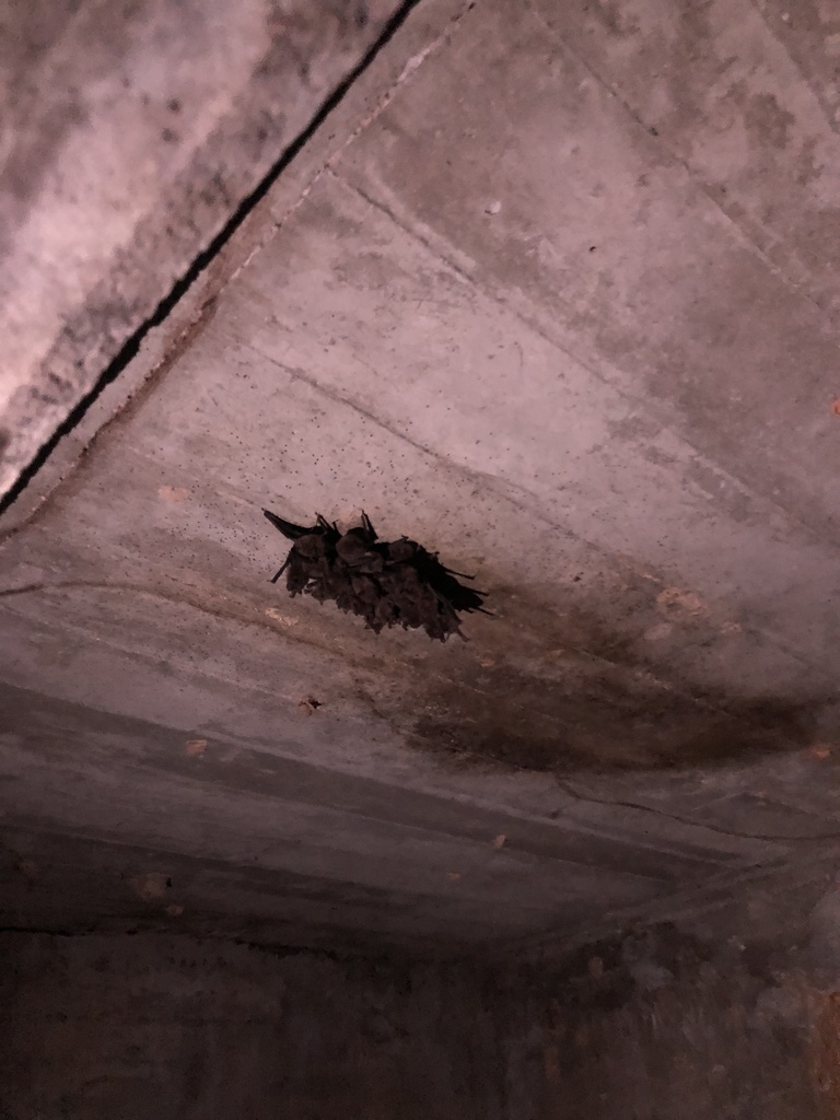 Little Bent-winged Bat from Magnetic Island National Park, Florence Bay ...