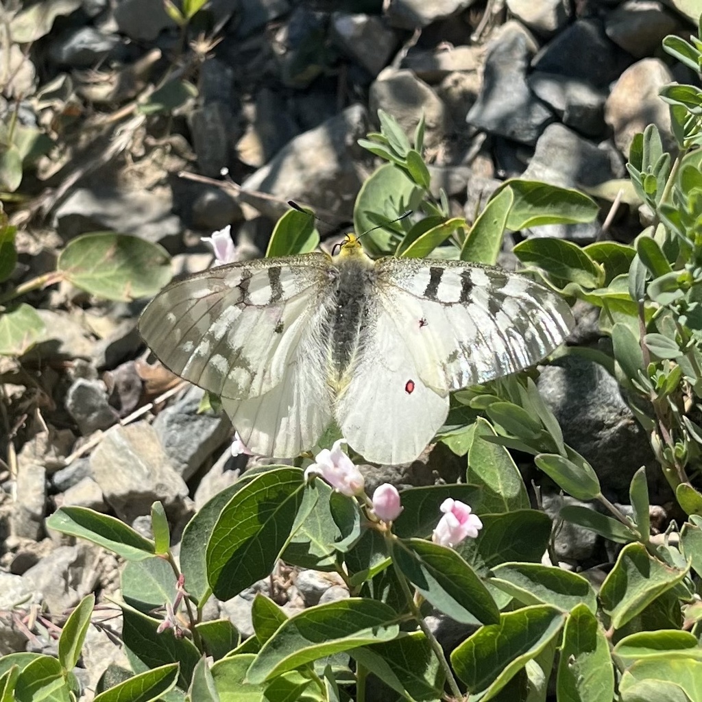 Clodius Parnassian from Six Rivers National Forest, Gasquet, CA, US on ...