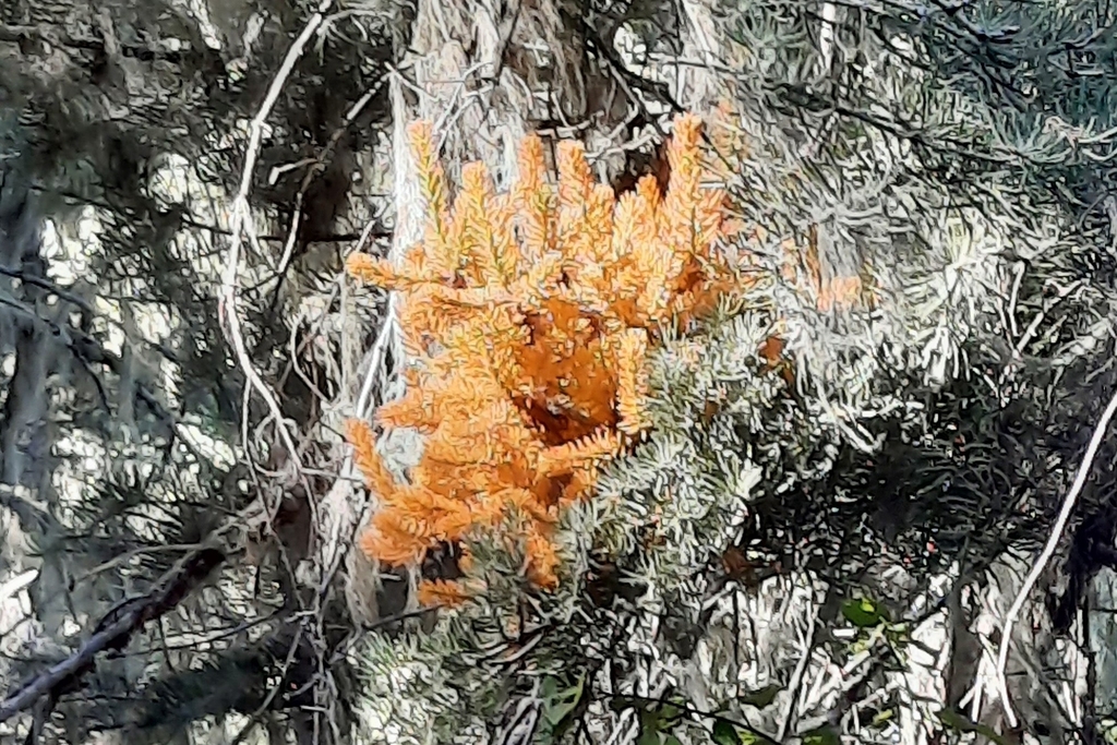 spruce witch's broom rust from Treasure Falls Observation Site on July ...