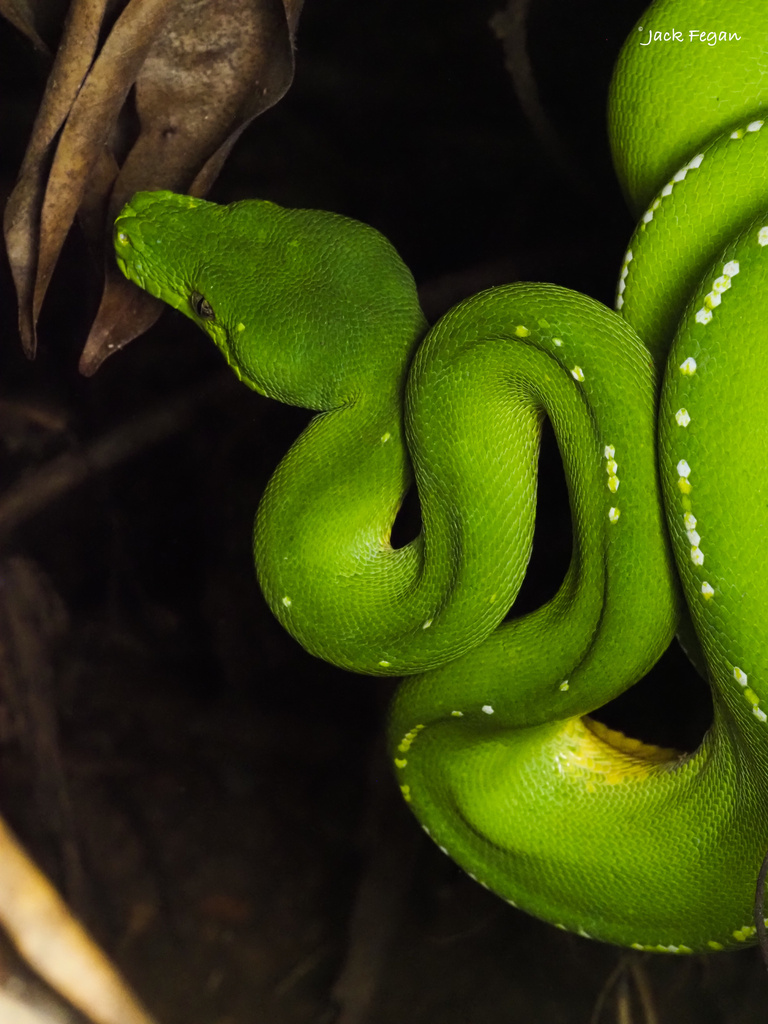 Southern Green Python from Lockhart River Rd, Iron Range, QLD, AU on ...