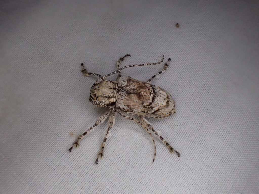 Rhytiphora from Reid River QLD 4816, Australia on November 29, 2022 at ...