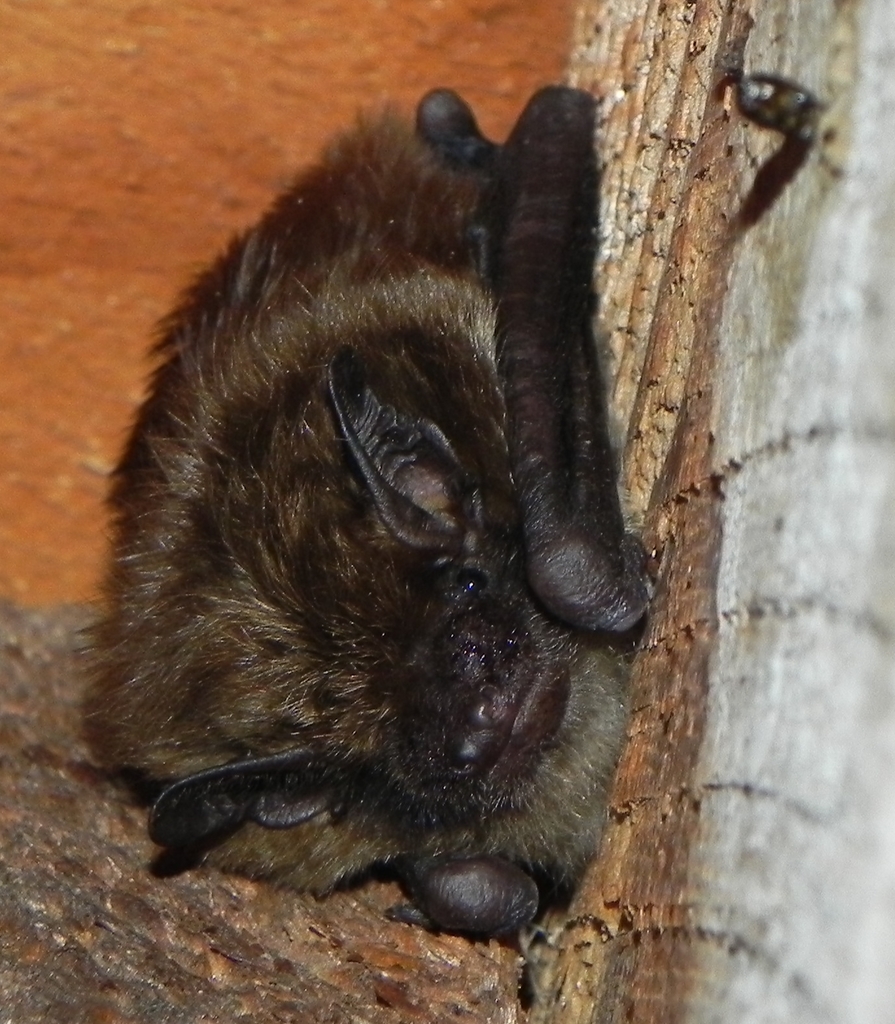 House Bats (Eptesicus) - Know Your Mammals