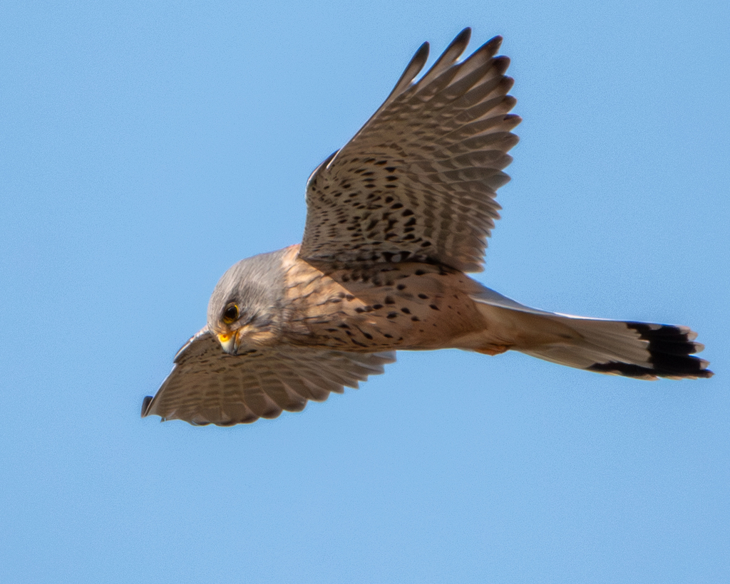 Eurasian Kestrel from Milford on Sea SO41, UK on February 19, 2023 at ...