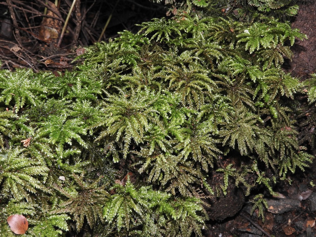 Hypnodendron vitiense from Ada VIC 3833, Australia on July 15, 2023 at ...
