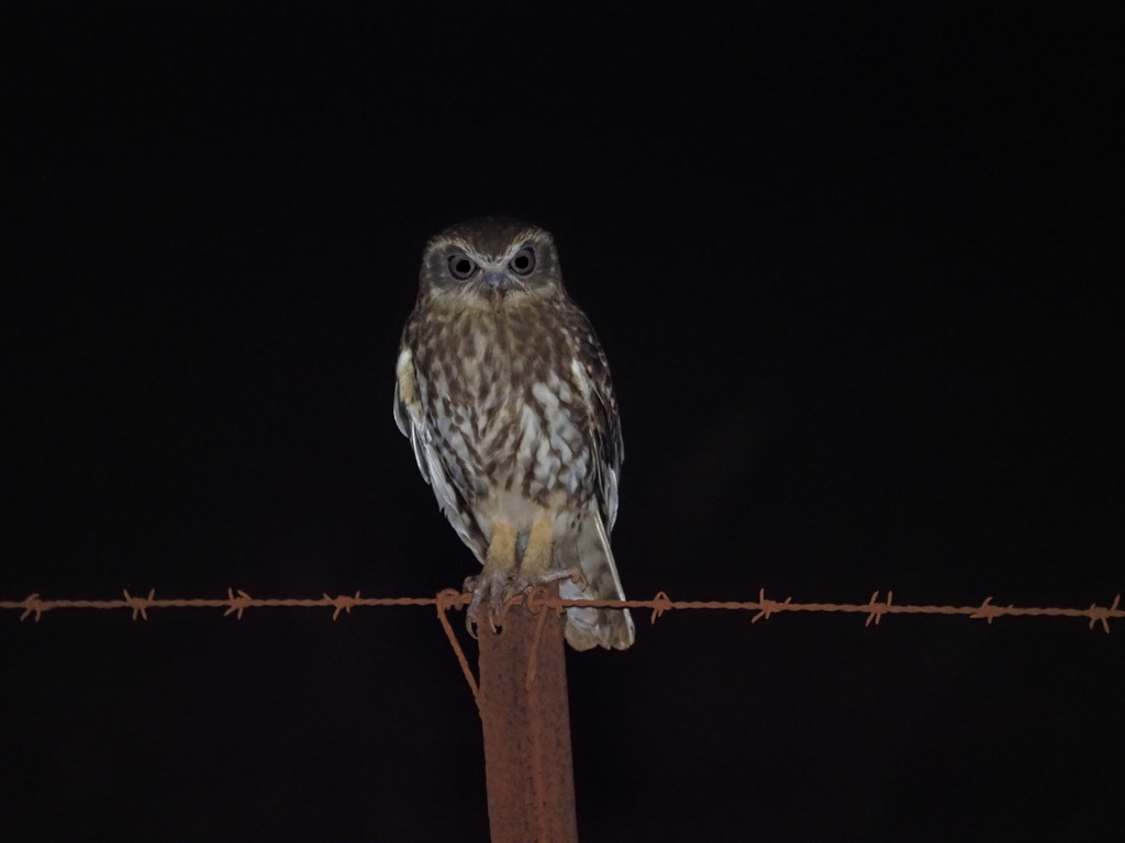 Southern Boobook from Bamaga Rd, Shelburne, QLD, AU on July 5, 2023 at ...