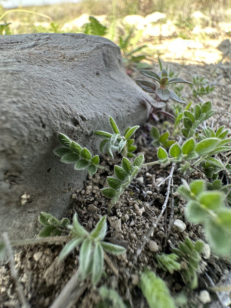 Wright's milk-vetch from Bertram, TX, US on March 11, 2023 at 11:11 AM ...