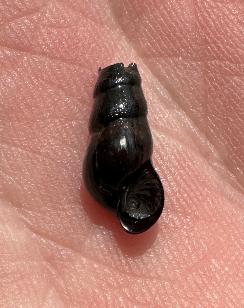 Elimia from Clear Spring, Co. Rd. 15 at Fred Walker Rd., Blount County ...